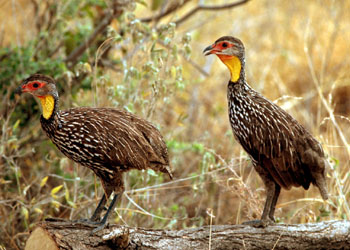 鹑族 Perdicini 蓝色动物学（中国动物学科普）